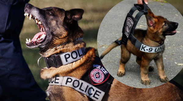 Výcvik policejního psa K-9 | ARMYWEB.cz