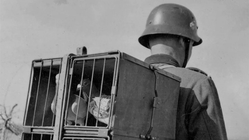 Mary of Exeter a tisíce dalších poštovních holubů během 2. světové ...